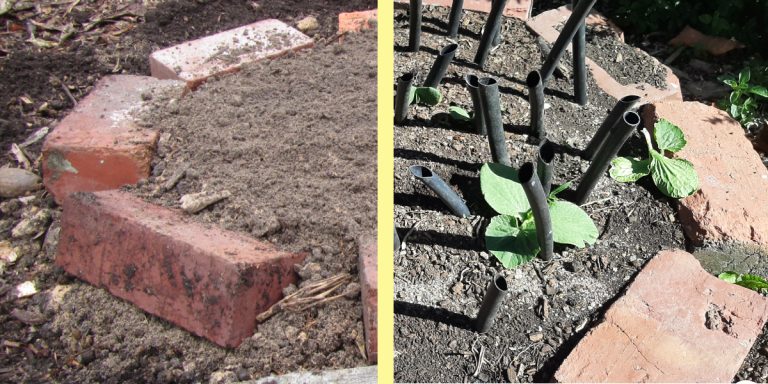 Growing Pumpkins Using The Mound Method – Urban Food Garden